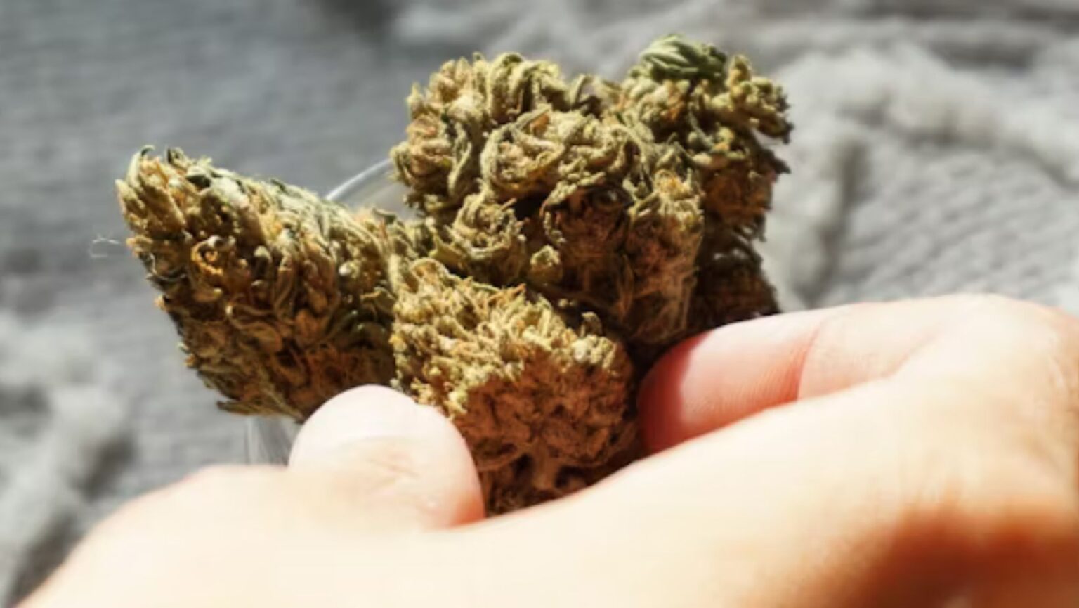 How OG Kush Strain Can Change the Way You Relax - Bigboxratio